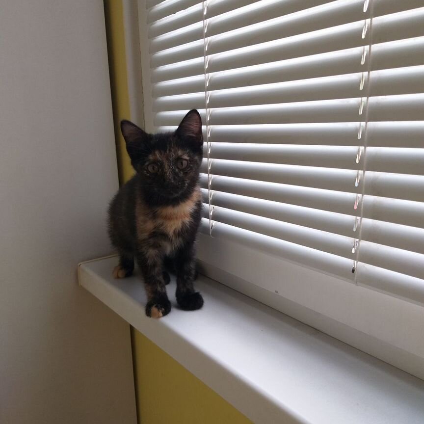 Котенок