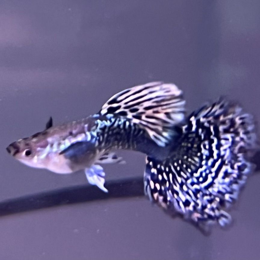 Гуппи чистая линия Драконы красно - синяя мозаика