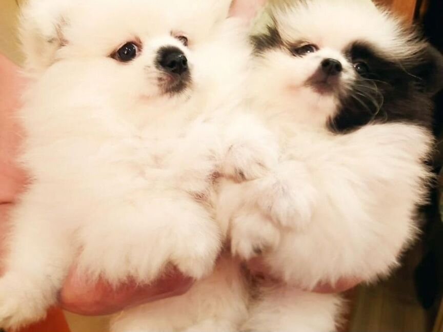 Умка очаровательная кроха