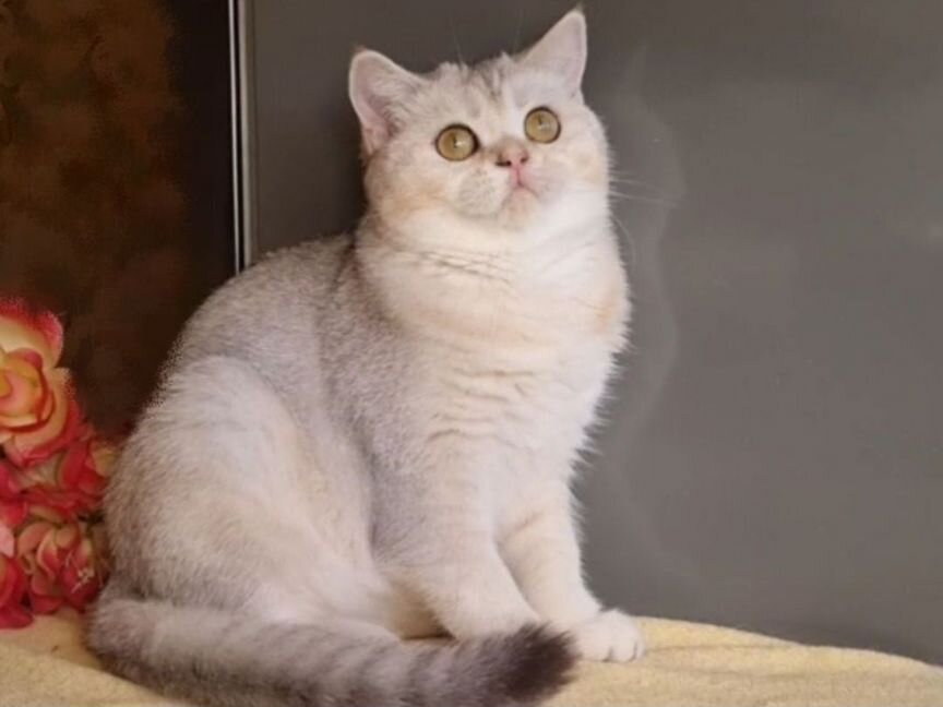 Девочка серебристая шиншилла