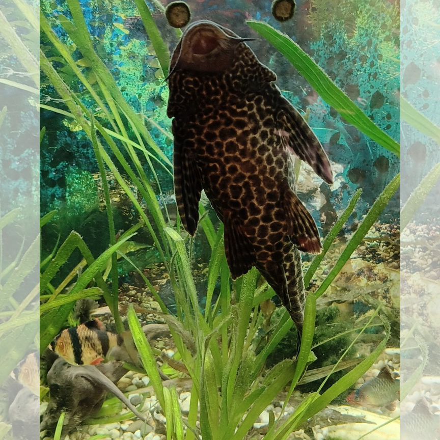 Сом для аквариума