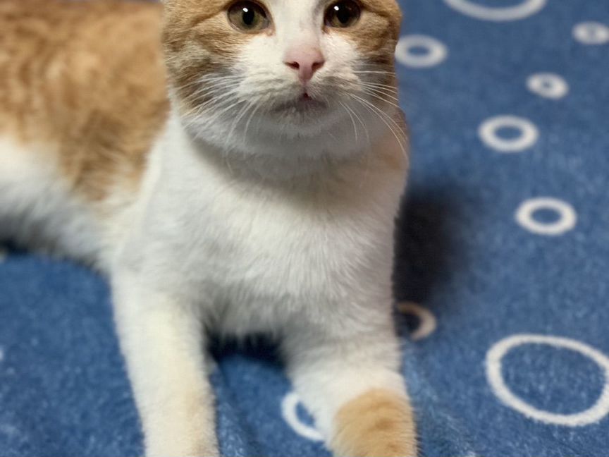 Рыжий котенок