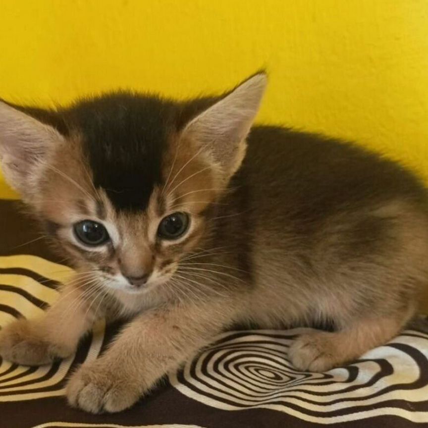 Девочки и мальчики абиссинчик