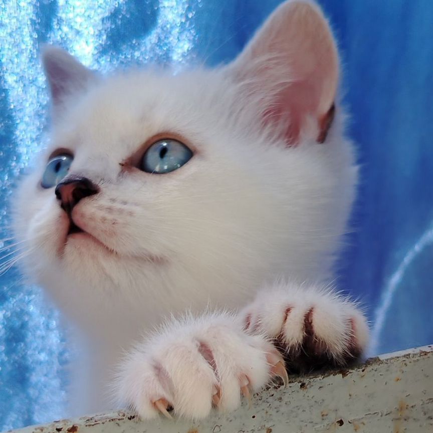 Шотландский прямоухий короткошёрстный котёнок