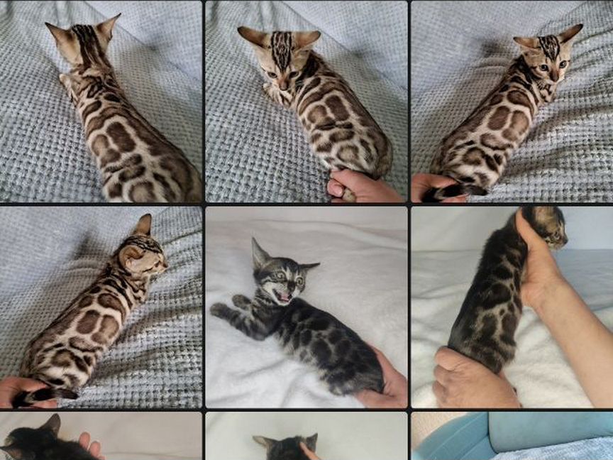 Бенгальские котики
