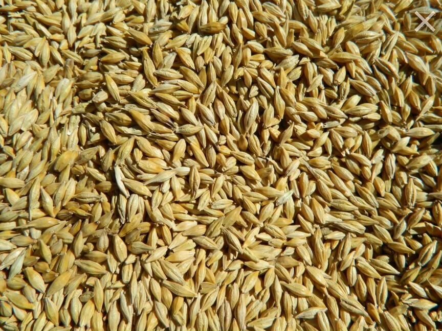 Зерно пшеница ячмень