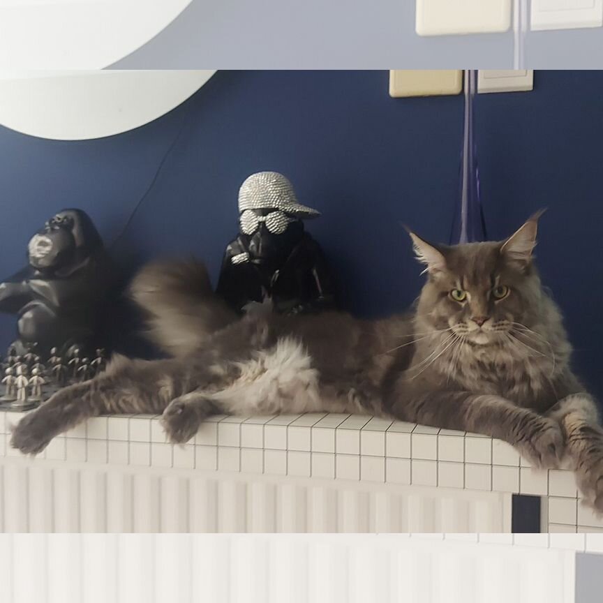 Кот мейн кун