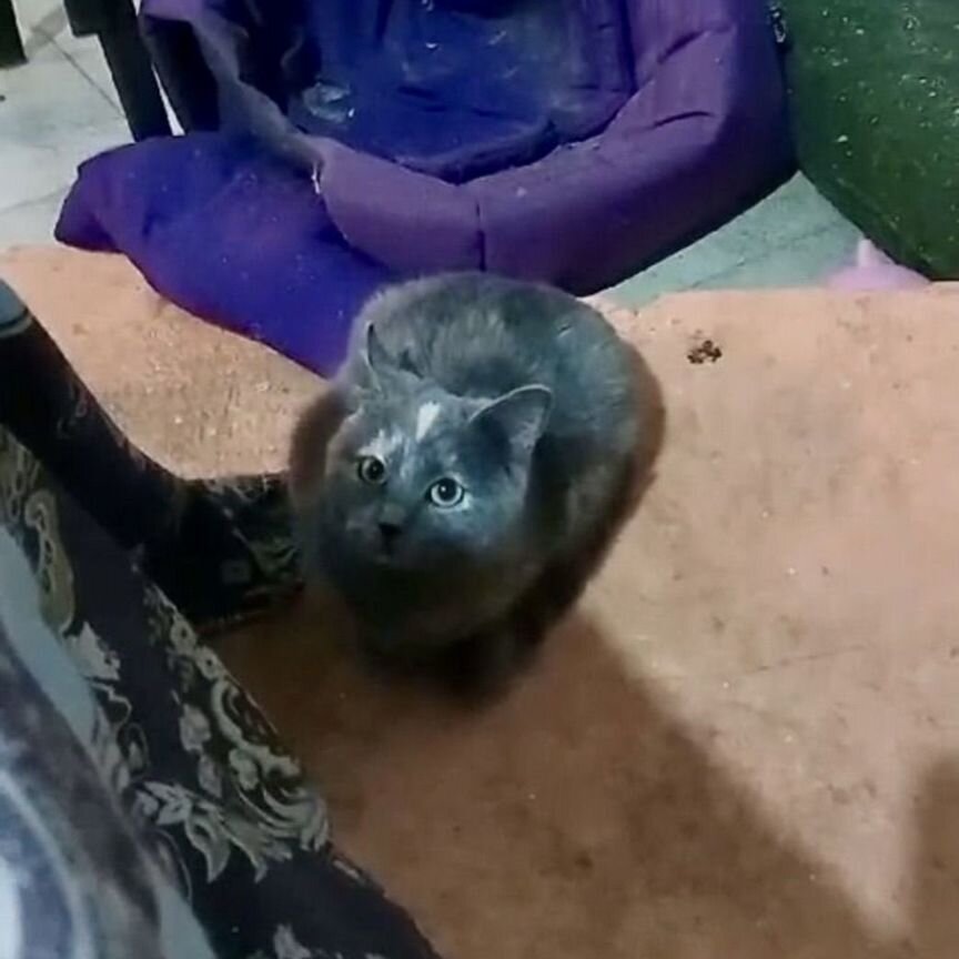 Котята в добрые руки девочка