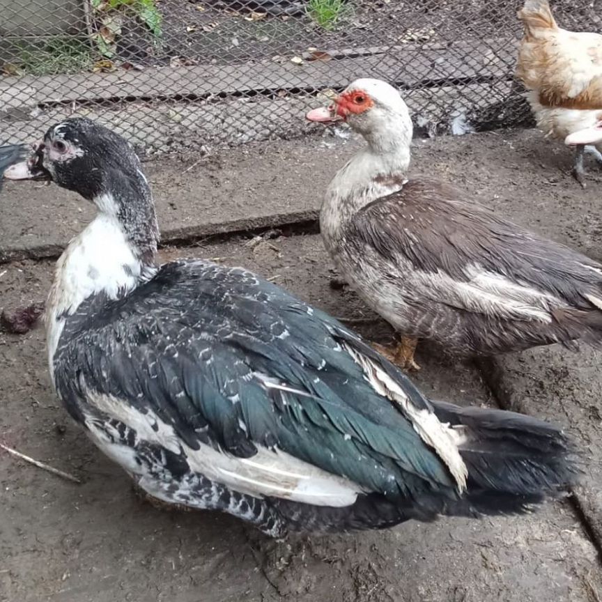 Селезень индоутки