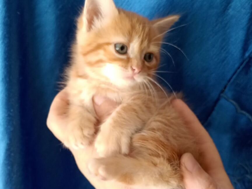 Котёнок-мальчик