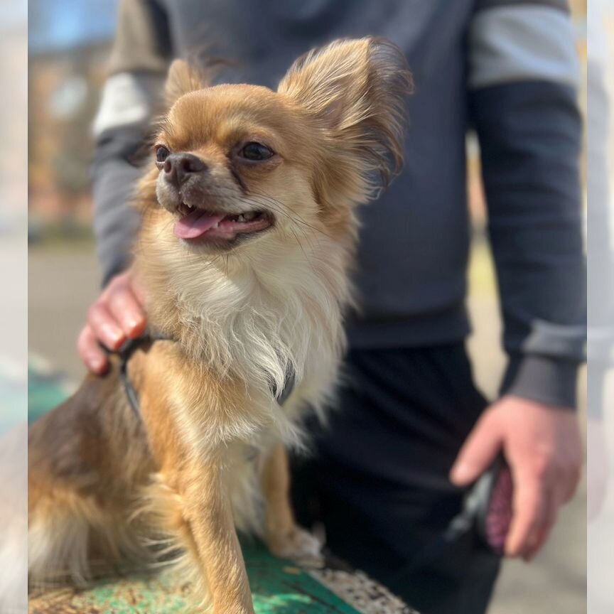 Чихуахуа, взрослый пёс