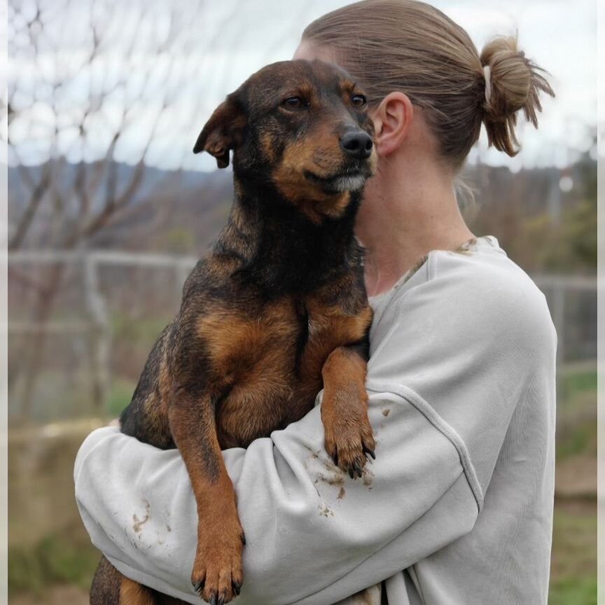 Взрослая собака в добрые руки
