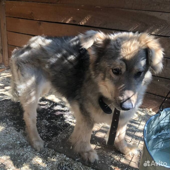 Пушинка - умная, спокойная собака из приюта