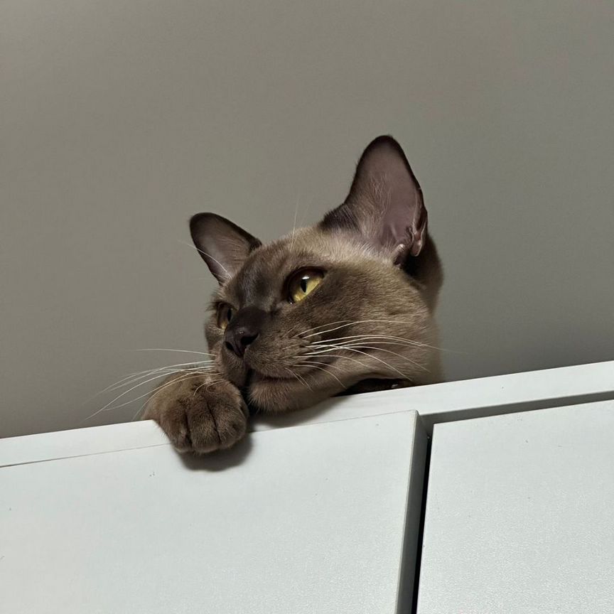 Бурманскай кот