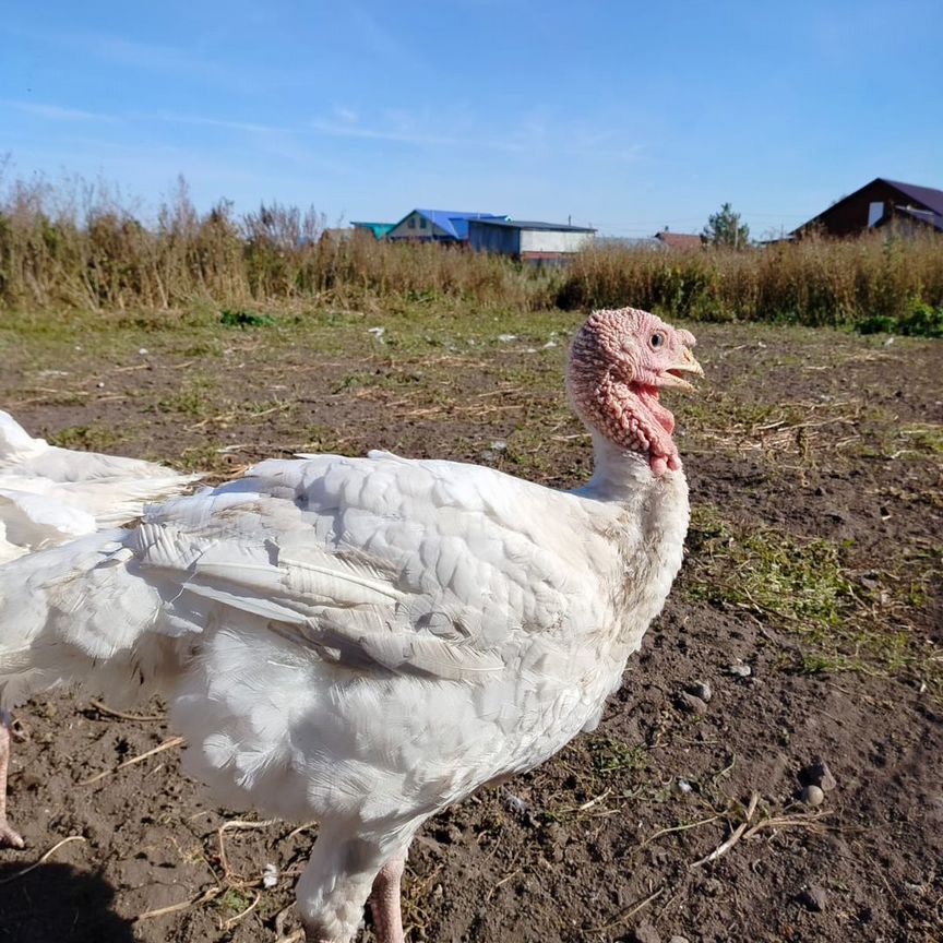 Индюки живым весом