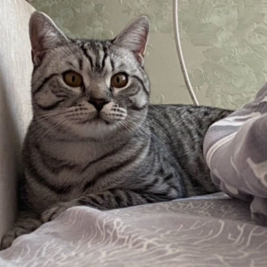 Кот шотландец-метис