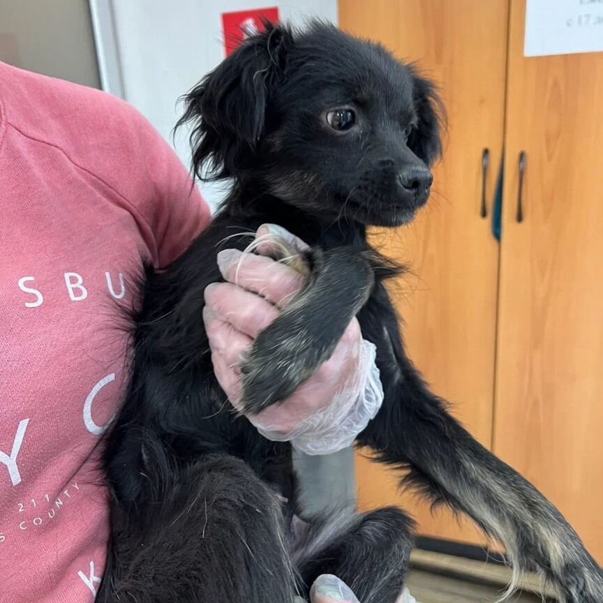 Нереальная космическая маленькая собака