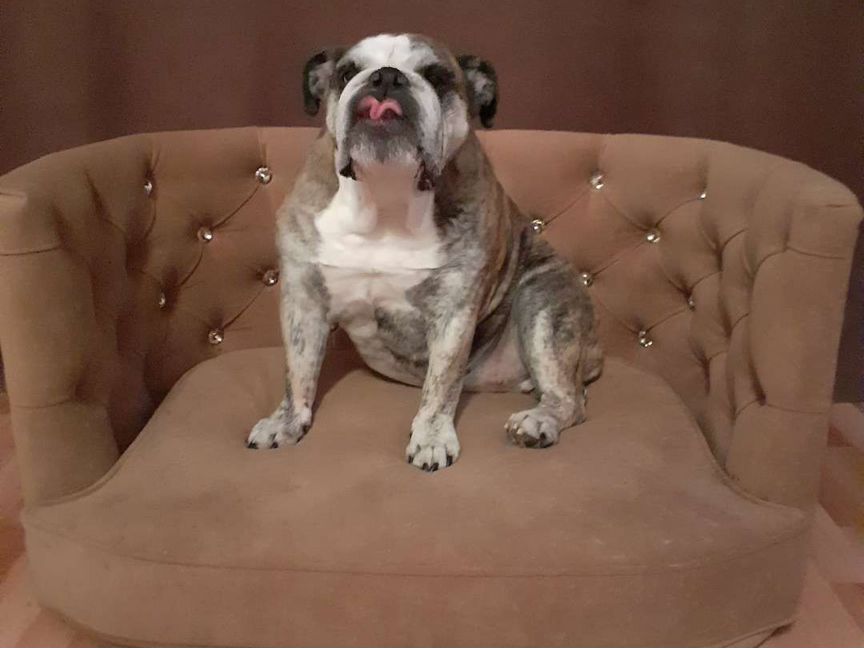 Диваны для собак