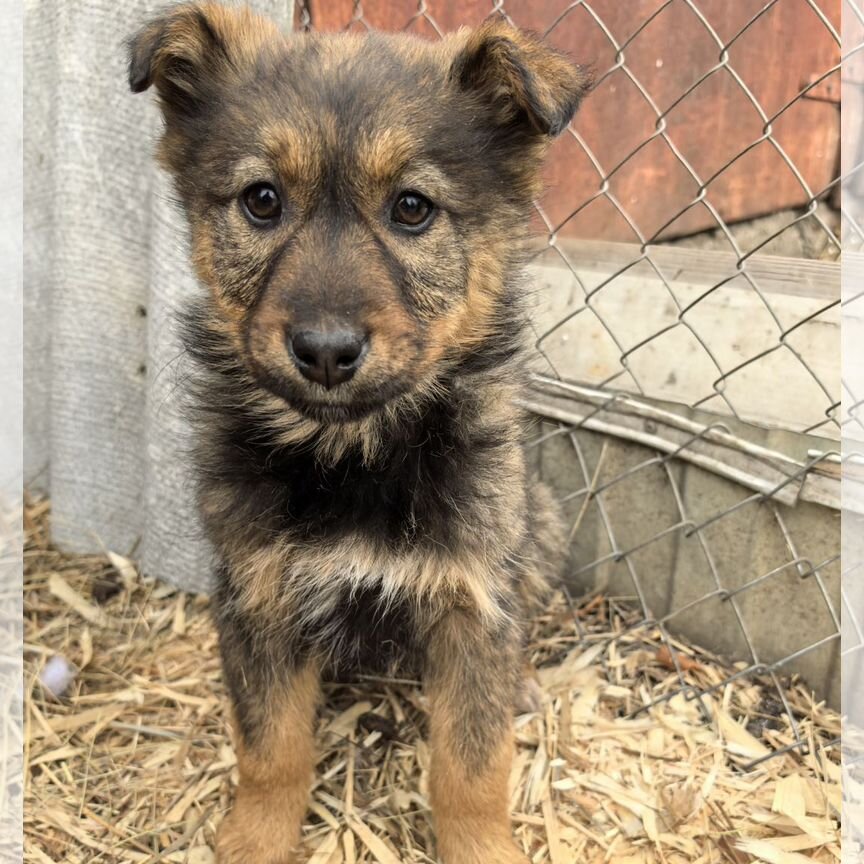 Питомица в ваш дом
