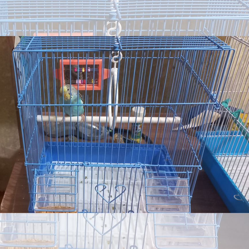 Волнистый попугай с клеткой