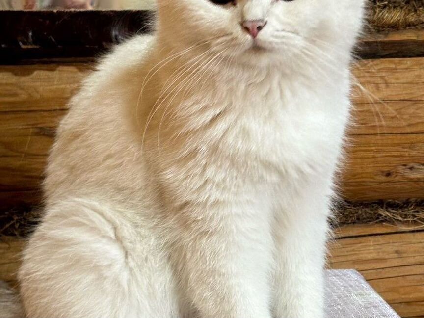 Кошка
