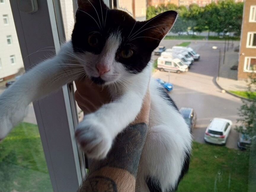 Котенку очень нужен дом