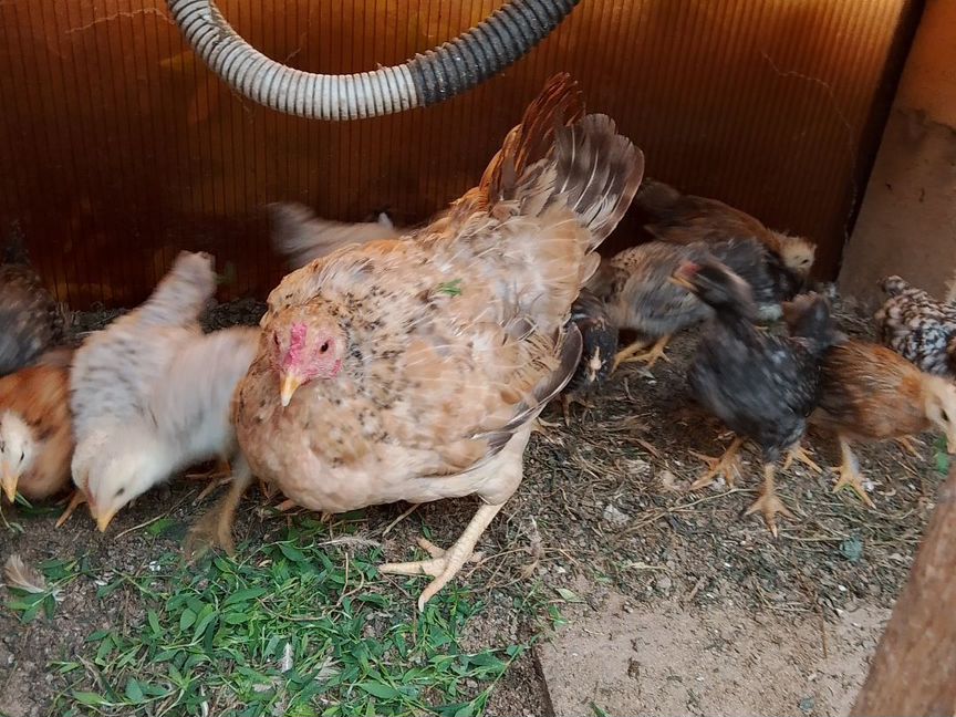 Куры домашние