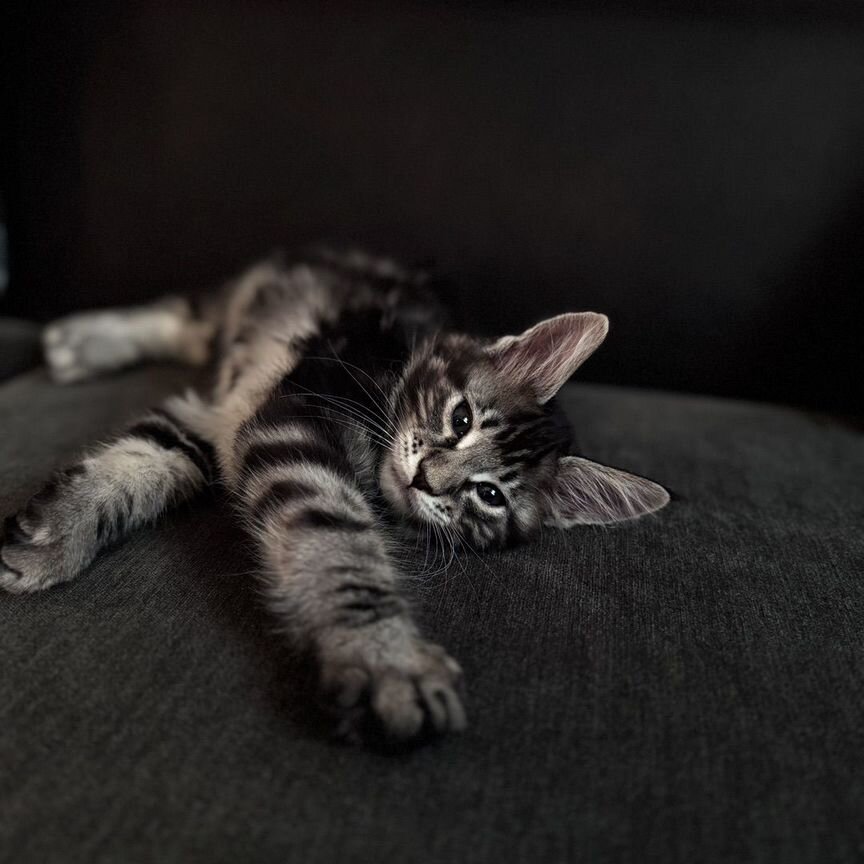 Котенок мейн-кун