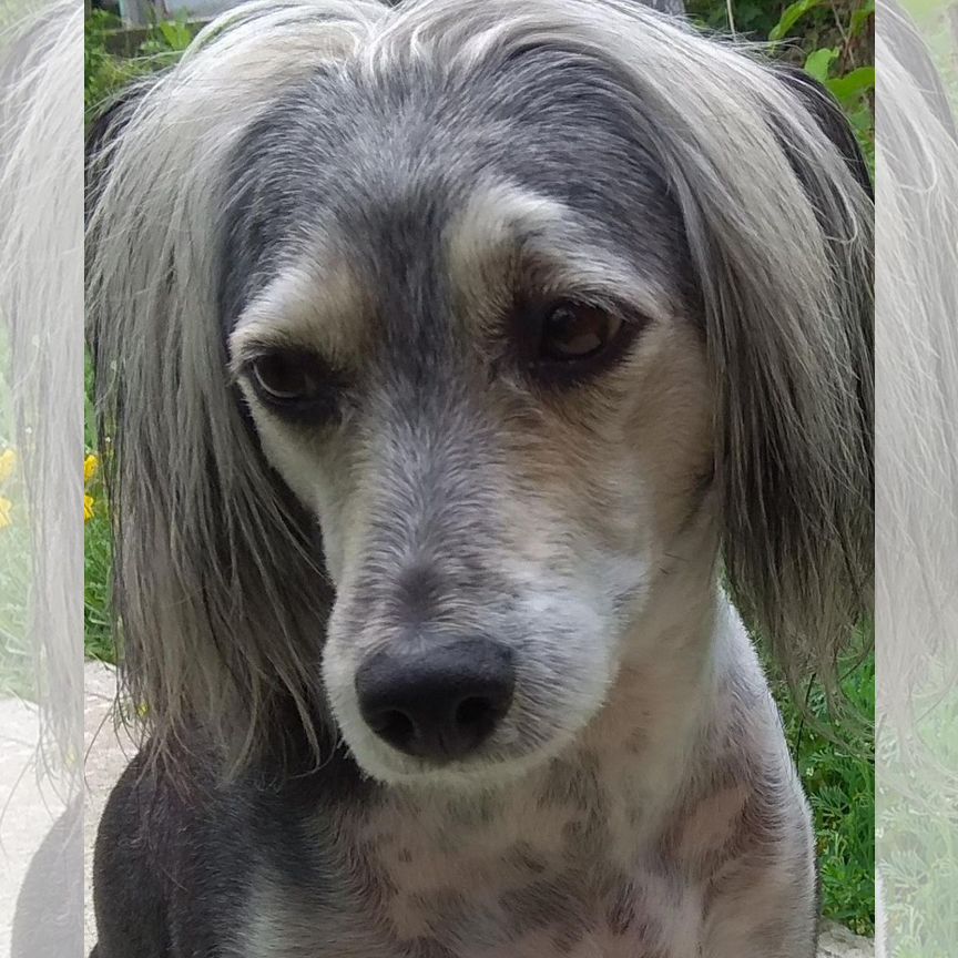 Китайская хохлатая, взрослый пёс