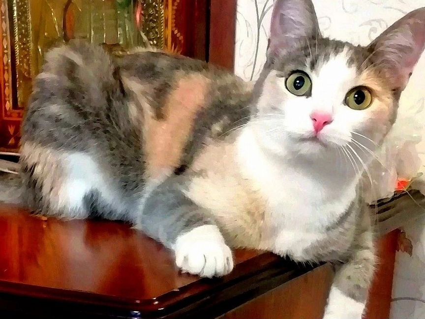 Кошка