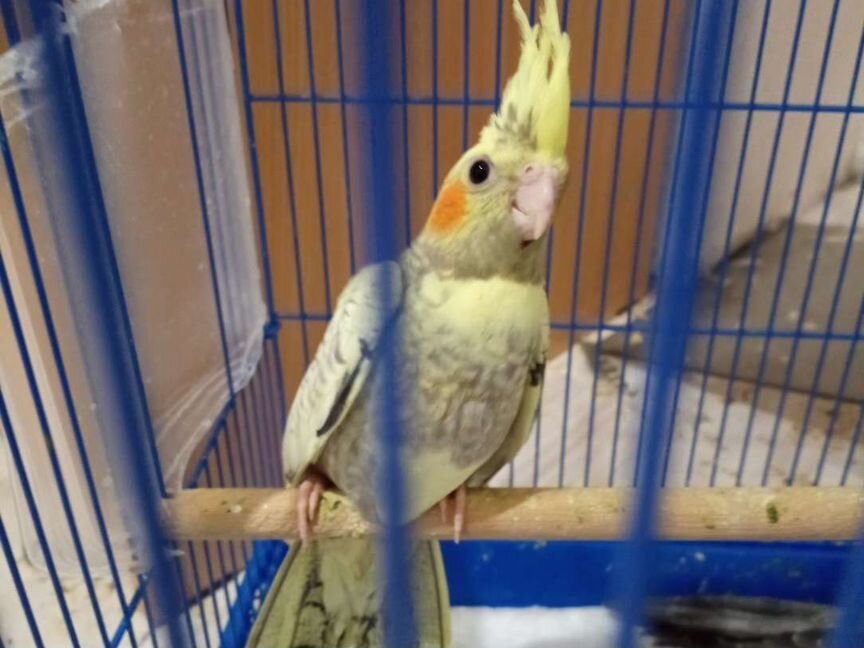 Птенцы кореллы