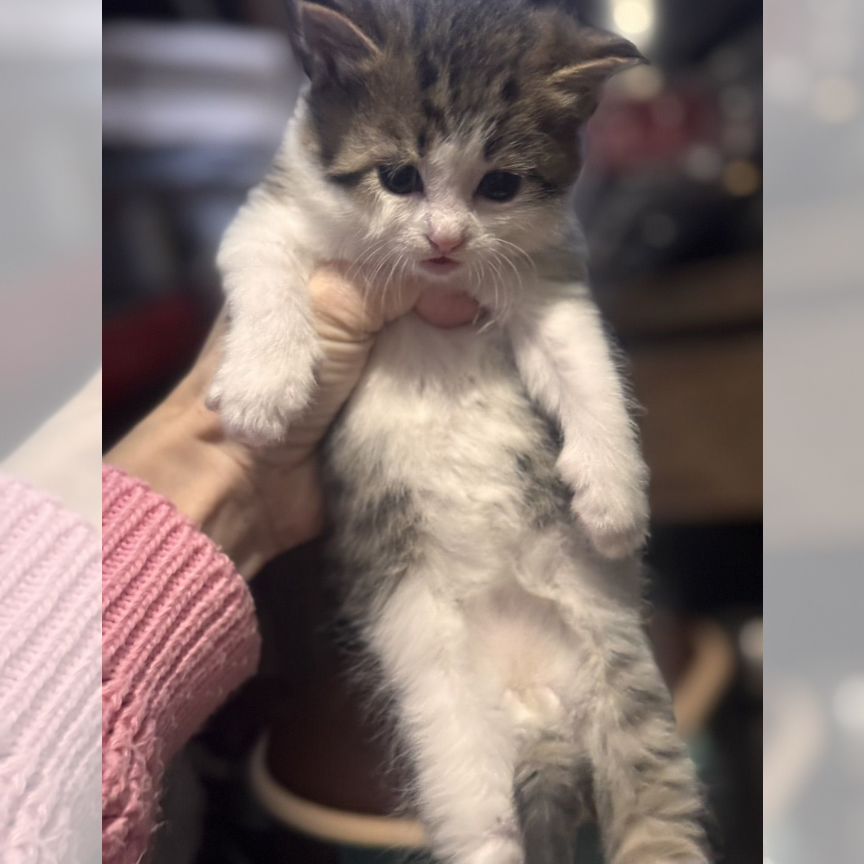 Котёнок в добрые руки