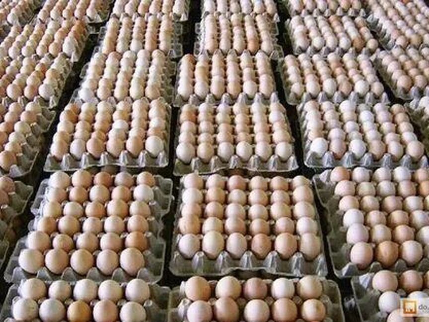 Инкубационное яйцо