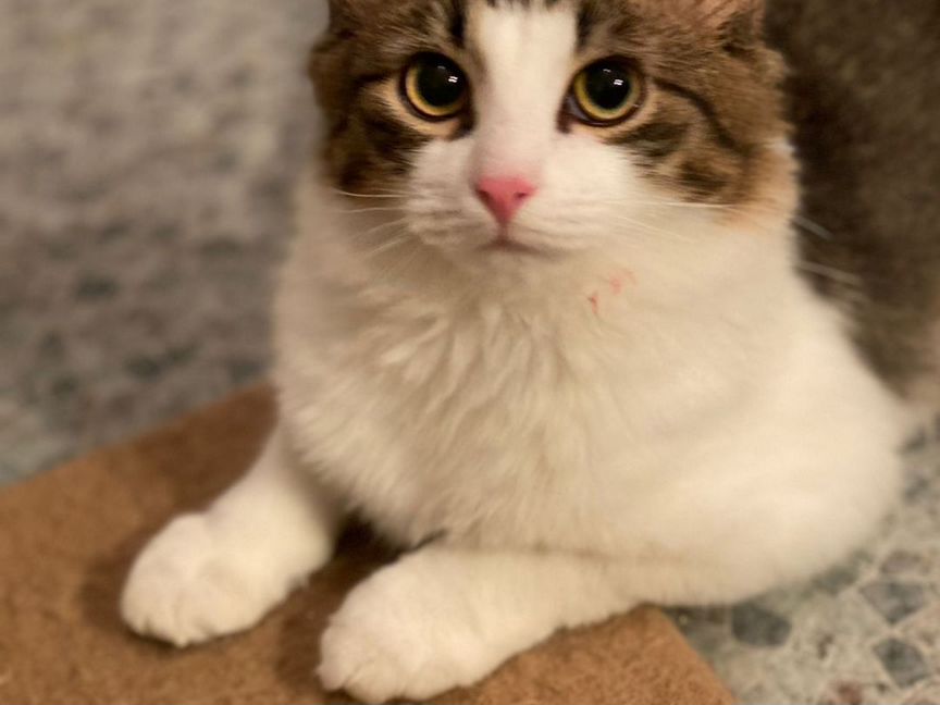 Котенок девочка 4 месяца