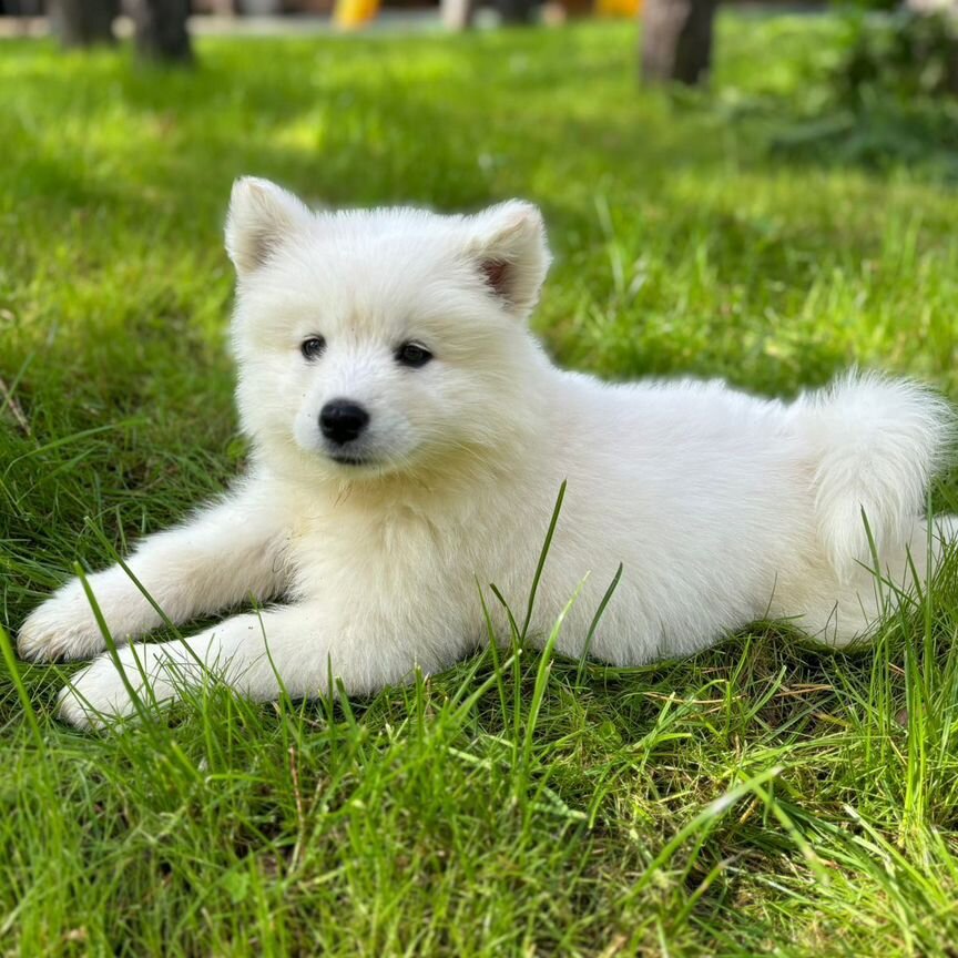 Щенки самоеда москва