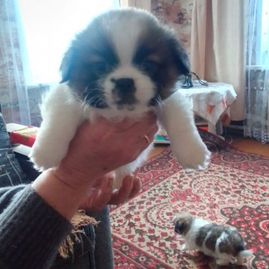 Продам пекинеса щенков
