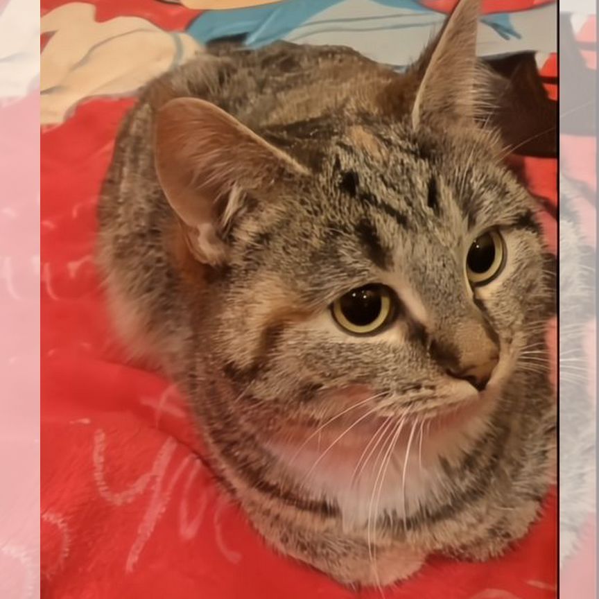 Взрослая, кошка в добрые руки