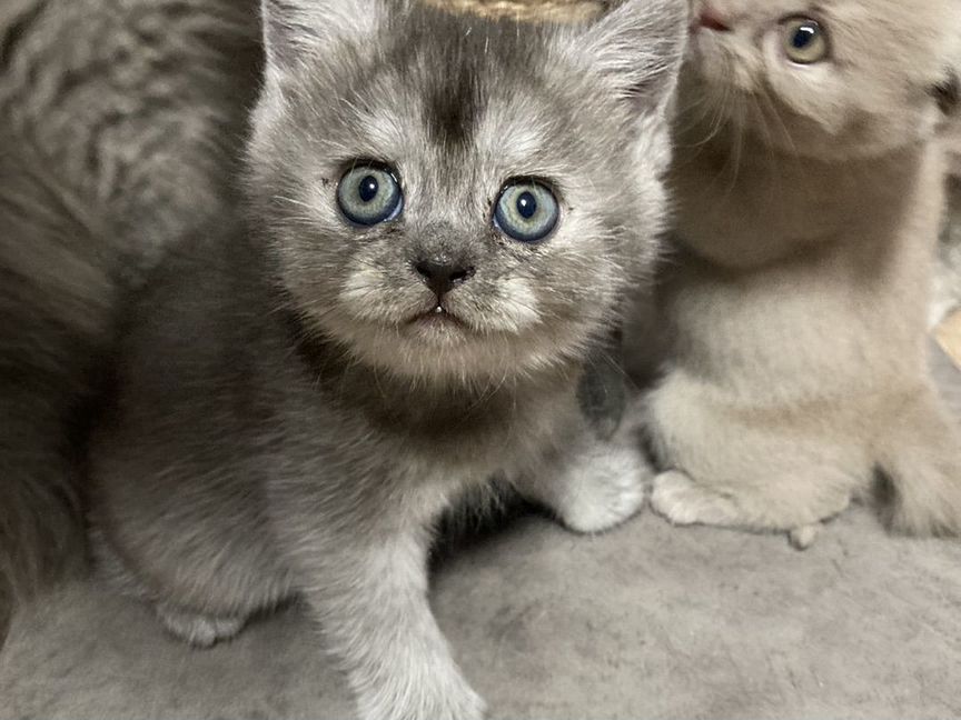Шотладские котята