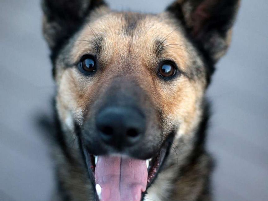 Собака в добрые руки отдам бесплатно