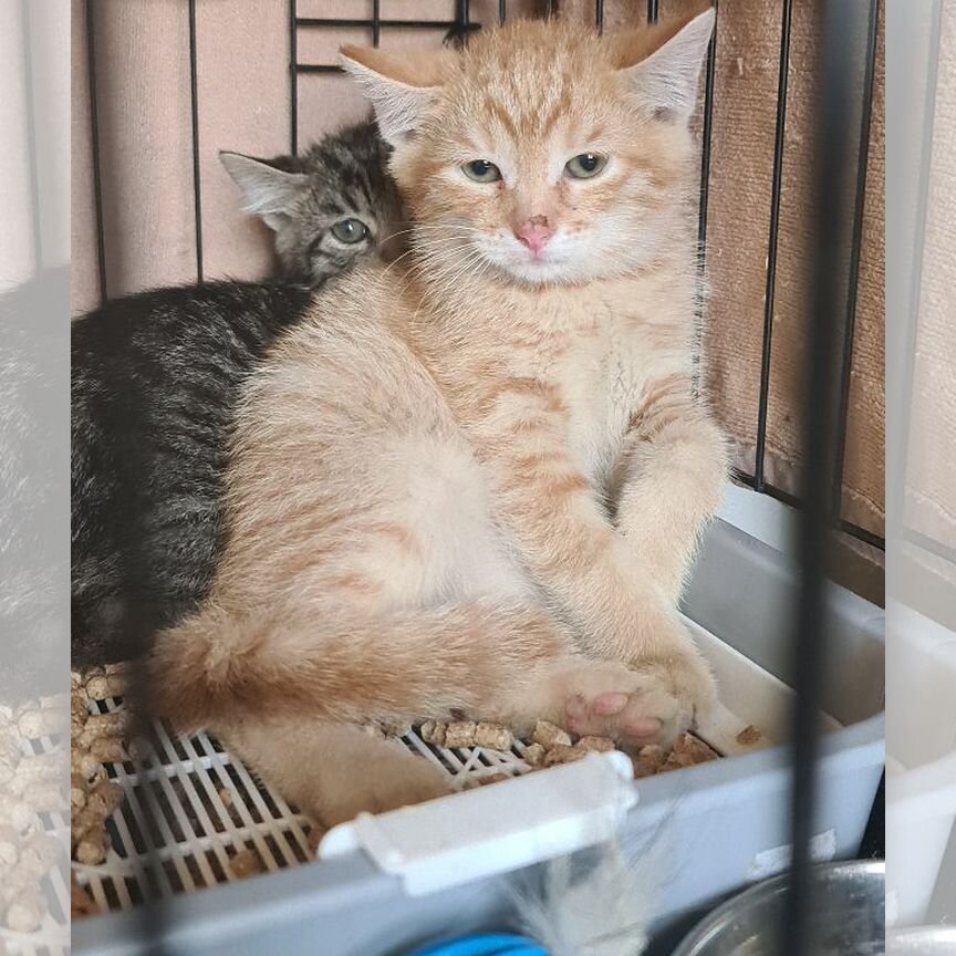 Котёнок в добрые руки