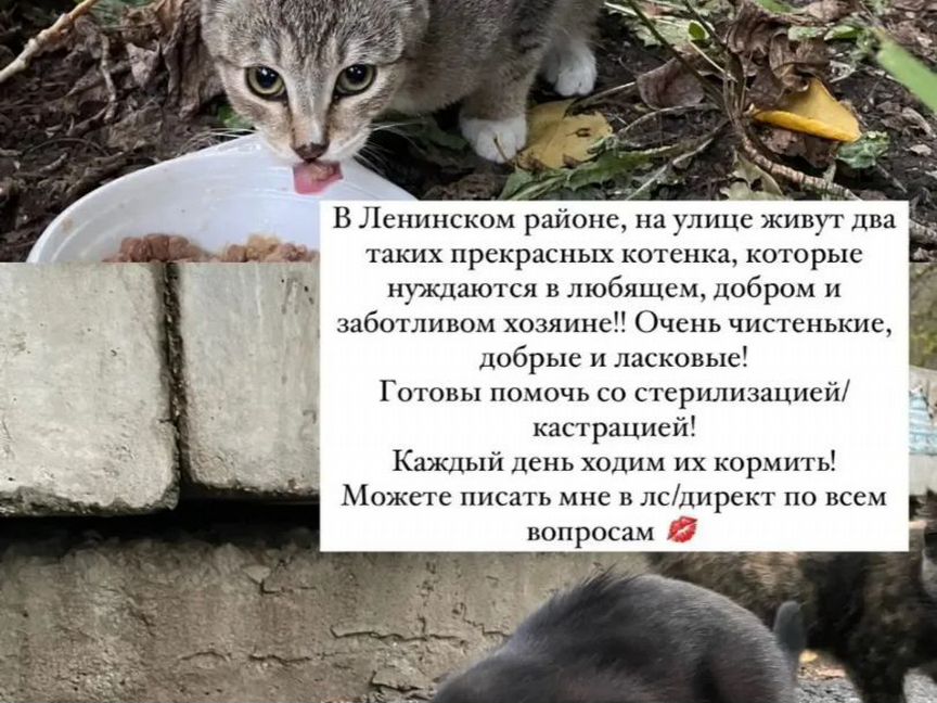 Ищем любящих, добрых хозяев для котят