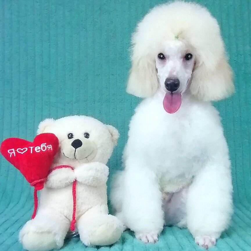 Мальчик 5 мес. в любимцы