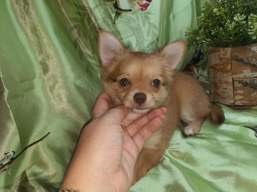 Чиходевочка