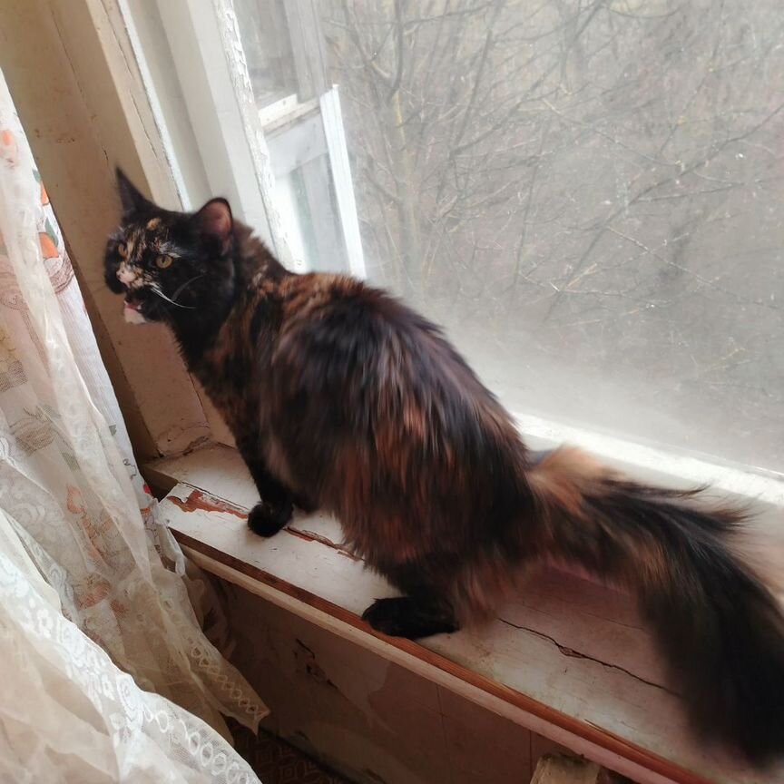 Кошки Мейкун