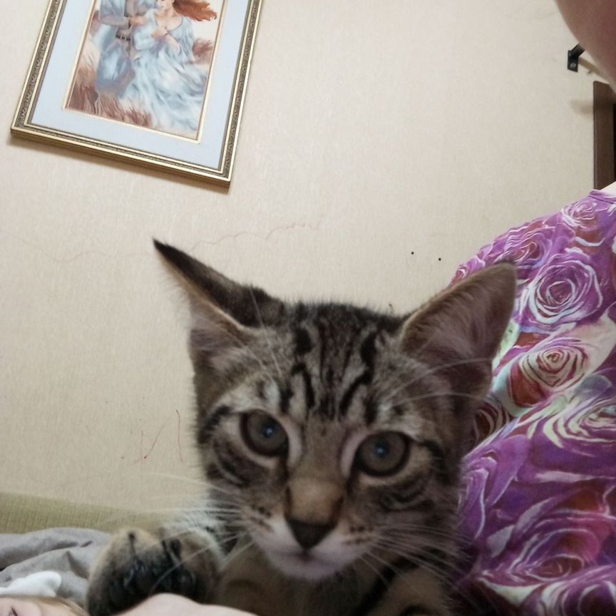 Домашние котята