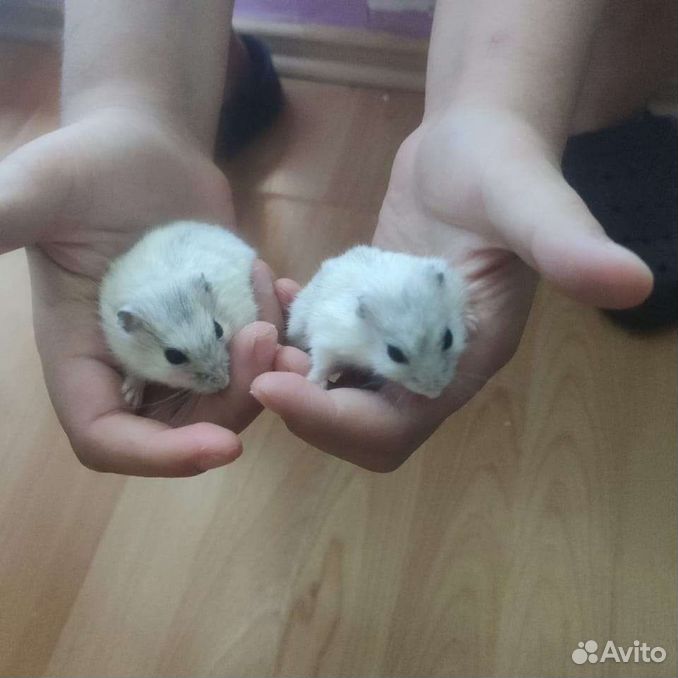 Хомячки джунгарики отдадим в добрые руки
