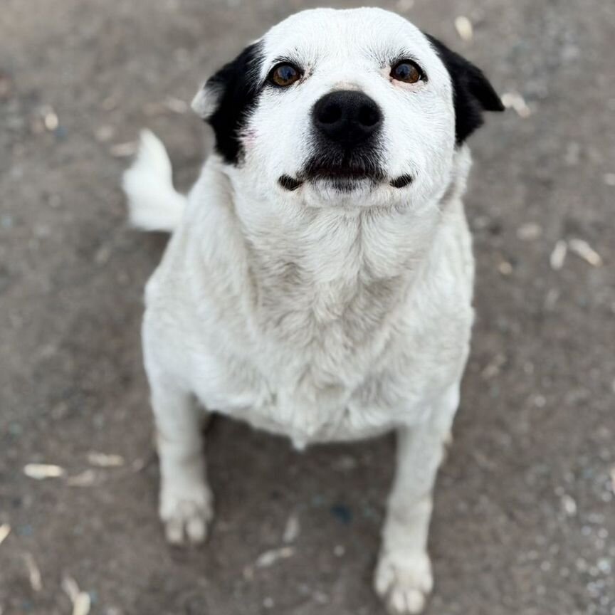 Белка в опастности, ищет дом