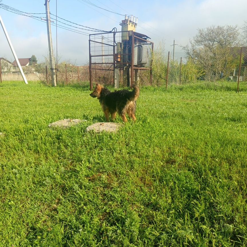 Венгерская пастушка девочка