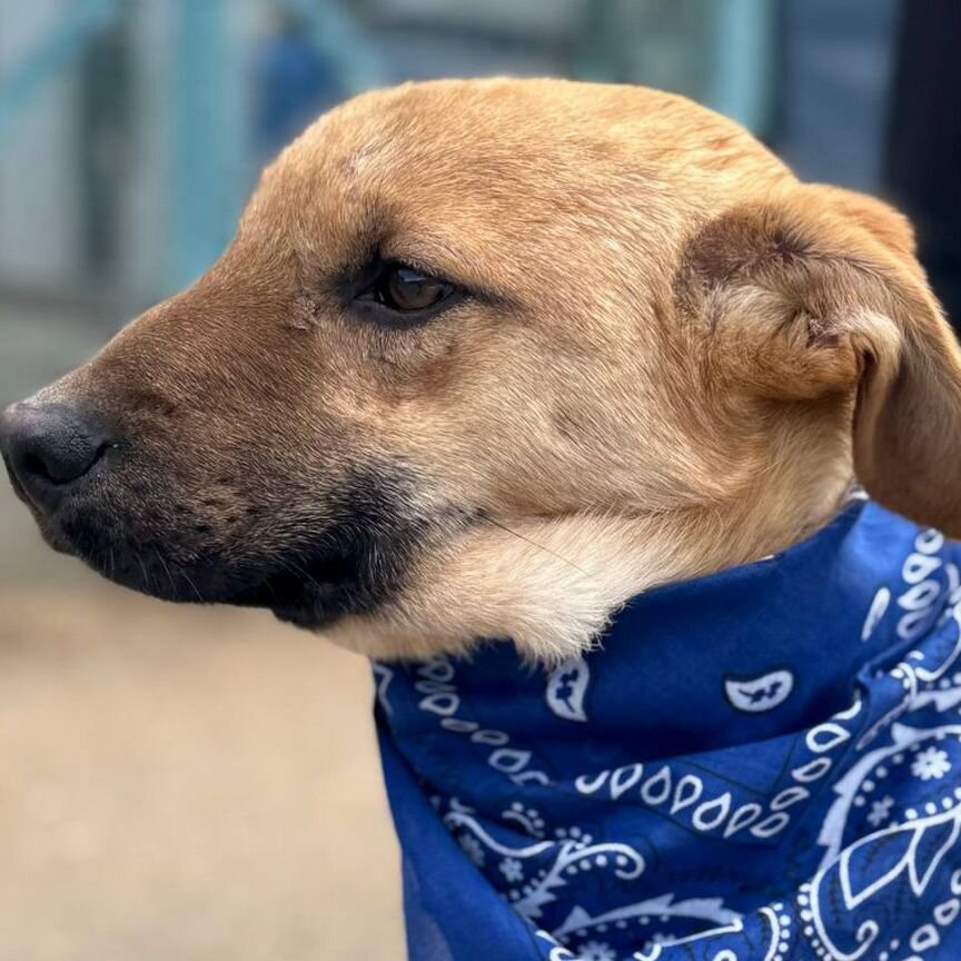 Взрослый пёс в добрые руки