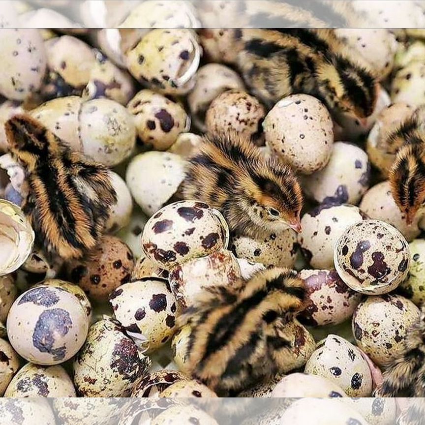 Инкубационное яйцо перепелов